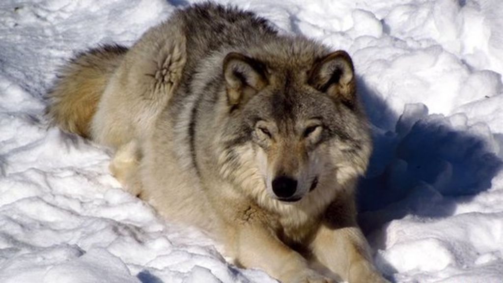 Captive wolves howl differently - BBC News