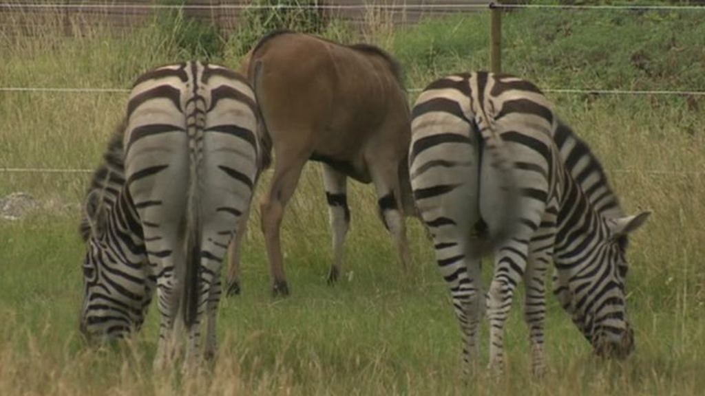 Wild Place Project helps conserve endangered animals - BBC News