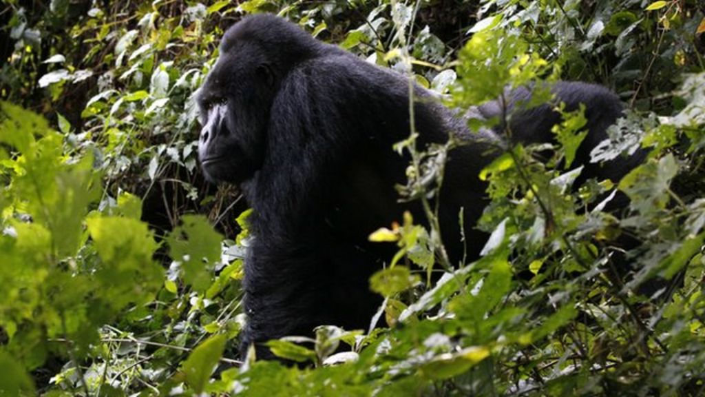 Fewer trees cut down in the Congo basin - BBC Newsround