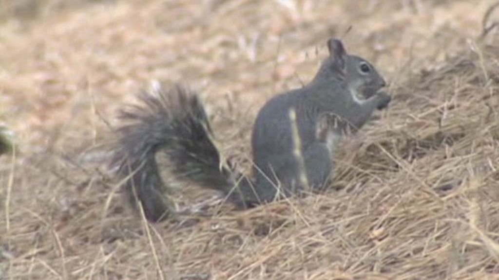Plague squirrel causes park closure in California - BBC News