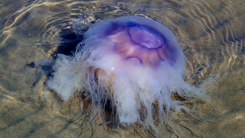 UK jellyfish boom: Your pictures - BBC News