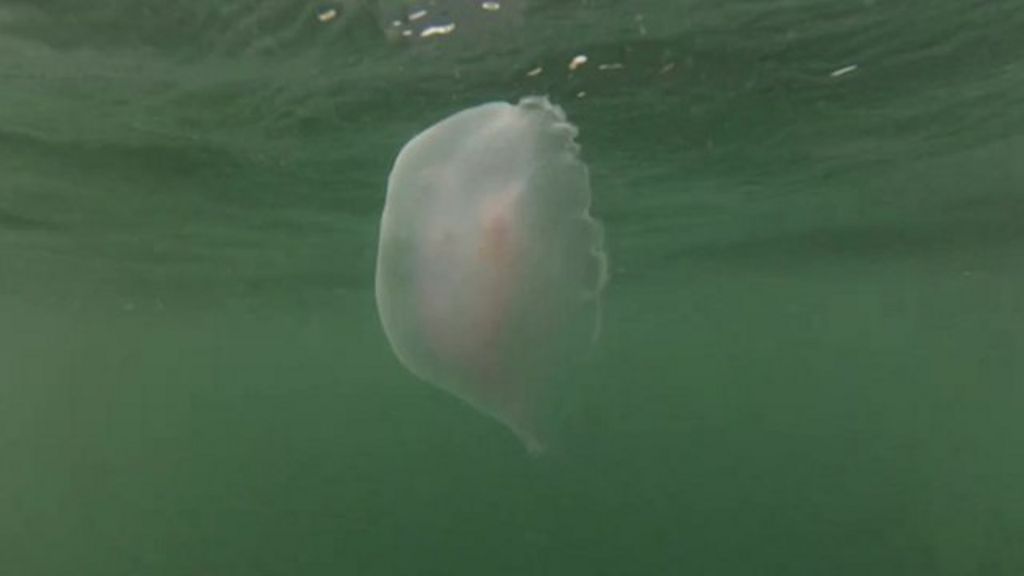 Jellyfish boom after warm weather - BBC News