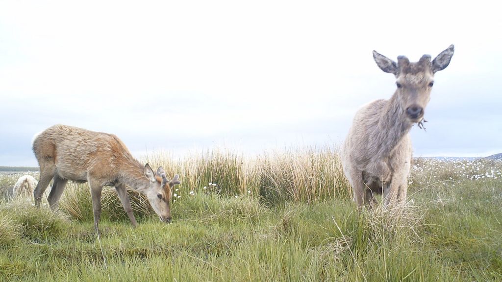 Bog life: Animals photographed on RSPB reserve - BBC News