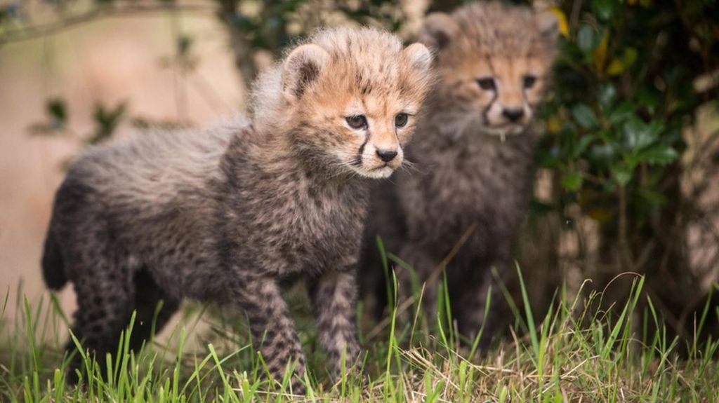 Northern cheetah cubs born at Chester Zoo - BBC News