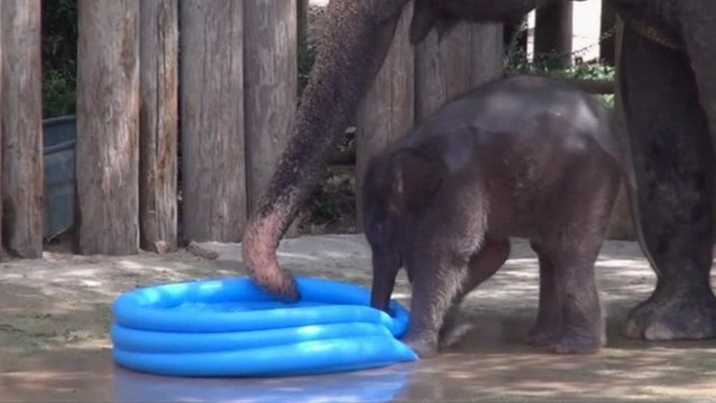 Baby Elephant plays in paddling pool at Texan Zoo - BBC Newsround