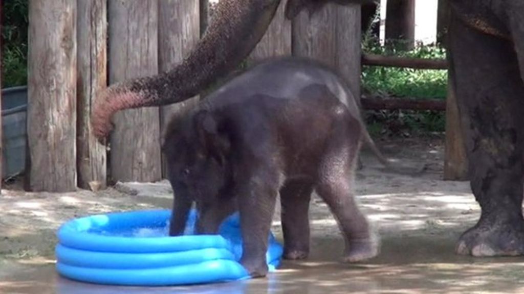 Baby elephant frolics in paddling pool - BBC News
