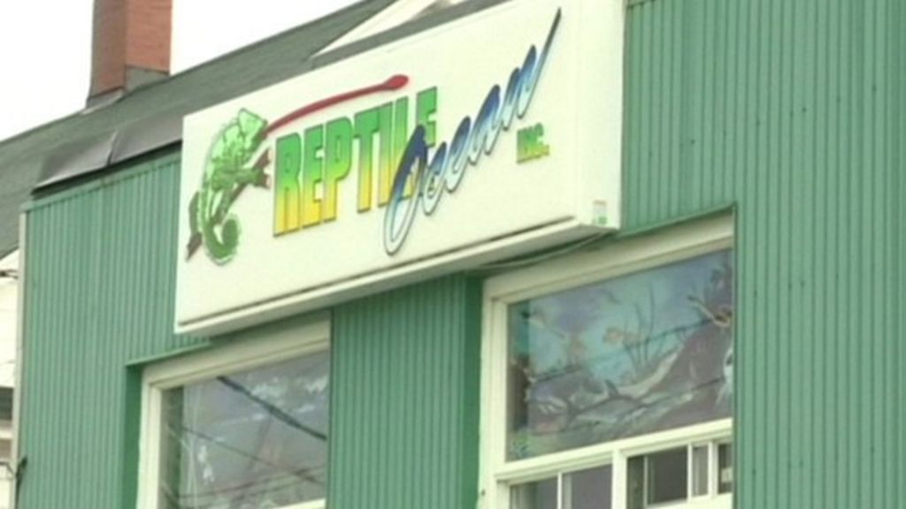 Snake 'strangles two children' in New Brunswick, Canada - BBC News