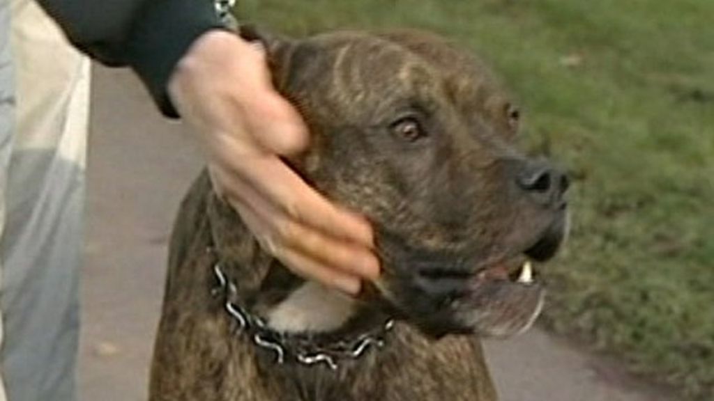 Killer dogs' owners could face life in prison - BBC News