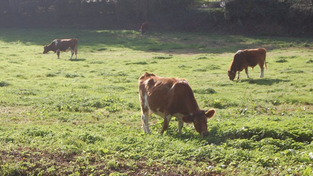 Guernsey cattle tethering may need licence - BBC News