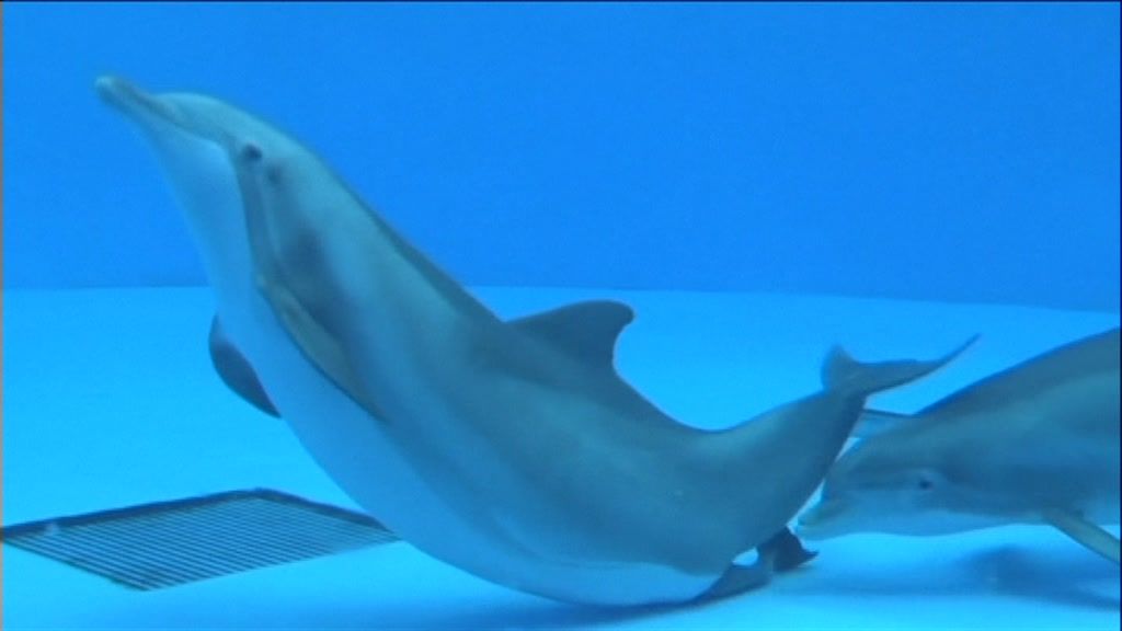 Dolphin birth caught on camera in zoo in America - BBC Newsround