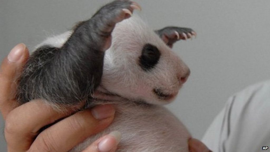 The problem with panda pregnancies - BBC News