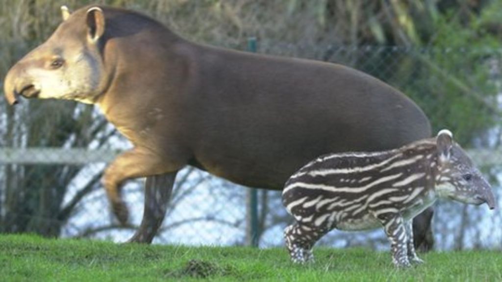 Toddler and mum mauled in Dublin zoo tapir attack - BBC News