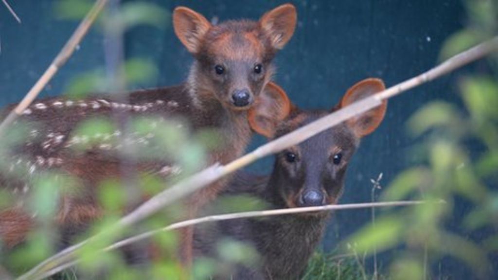 Fawn from smallest species of deer born at Chester Zoo - BBC News