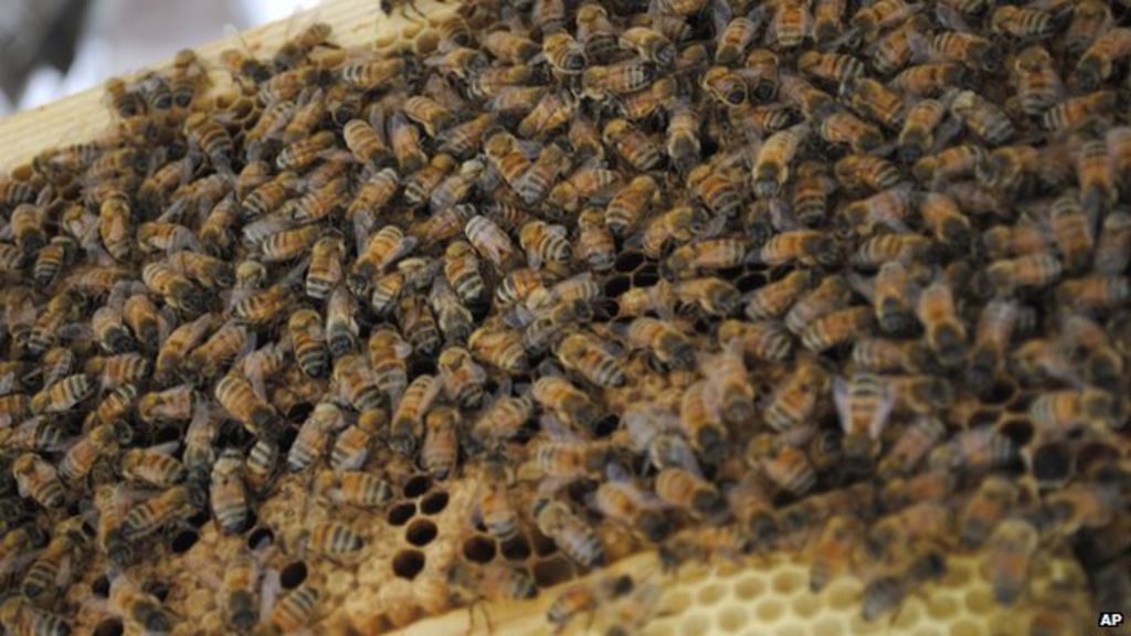 Scottish honey bee losses 'extremely high' - BBC News