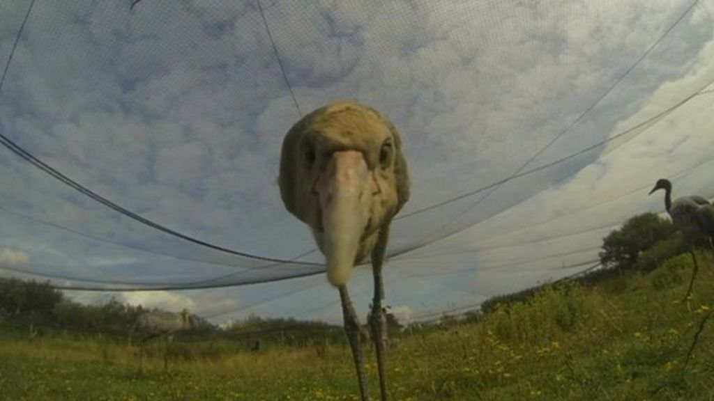 Baby cranes taught by humans dressed up as adult cranes - BBC Newsround