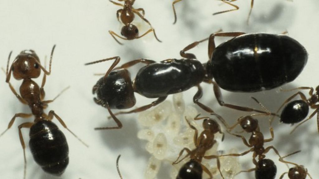 Globe trotting armies of aggressive ants - BBC Newsround