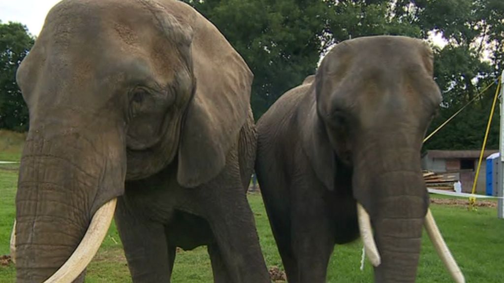 Elephants in Tregaron, Ceredigion, 'surreal' - BBC News