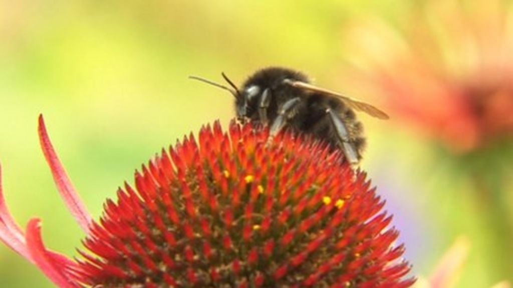 Rare black bumblebee found in Oxfordshire - BBC News