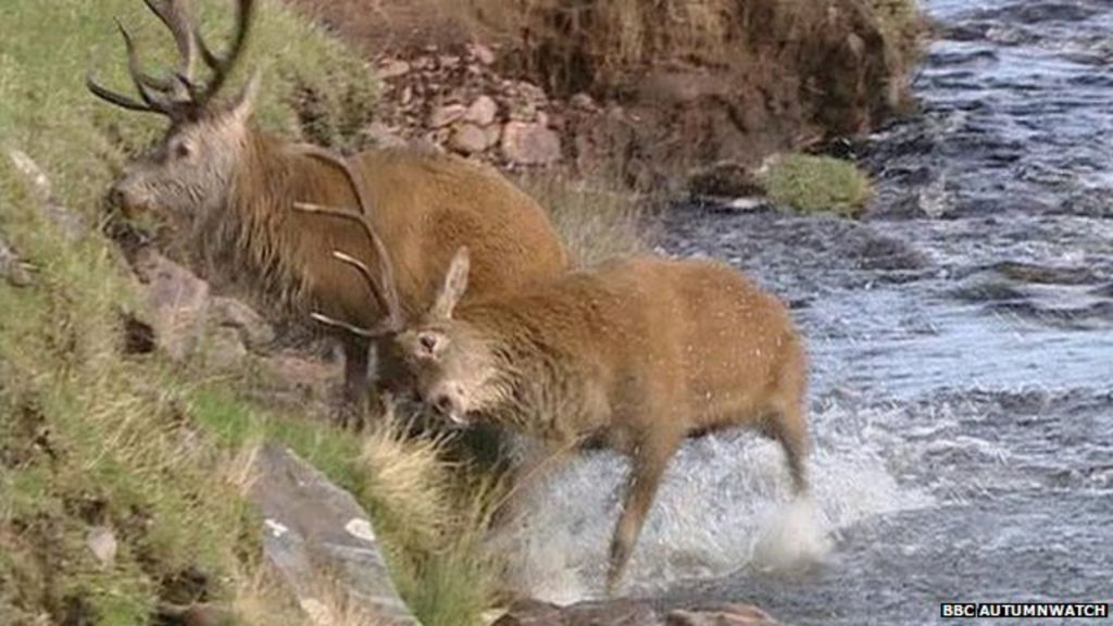 Scots red deer 'breeding earlier due to climate change' - BBC News