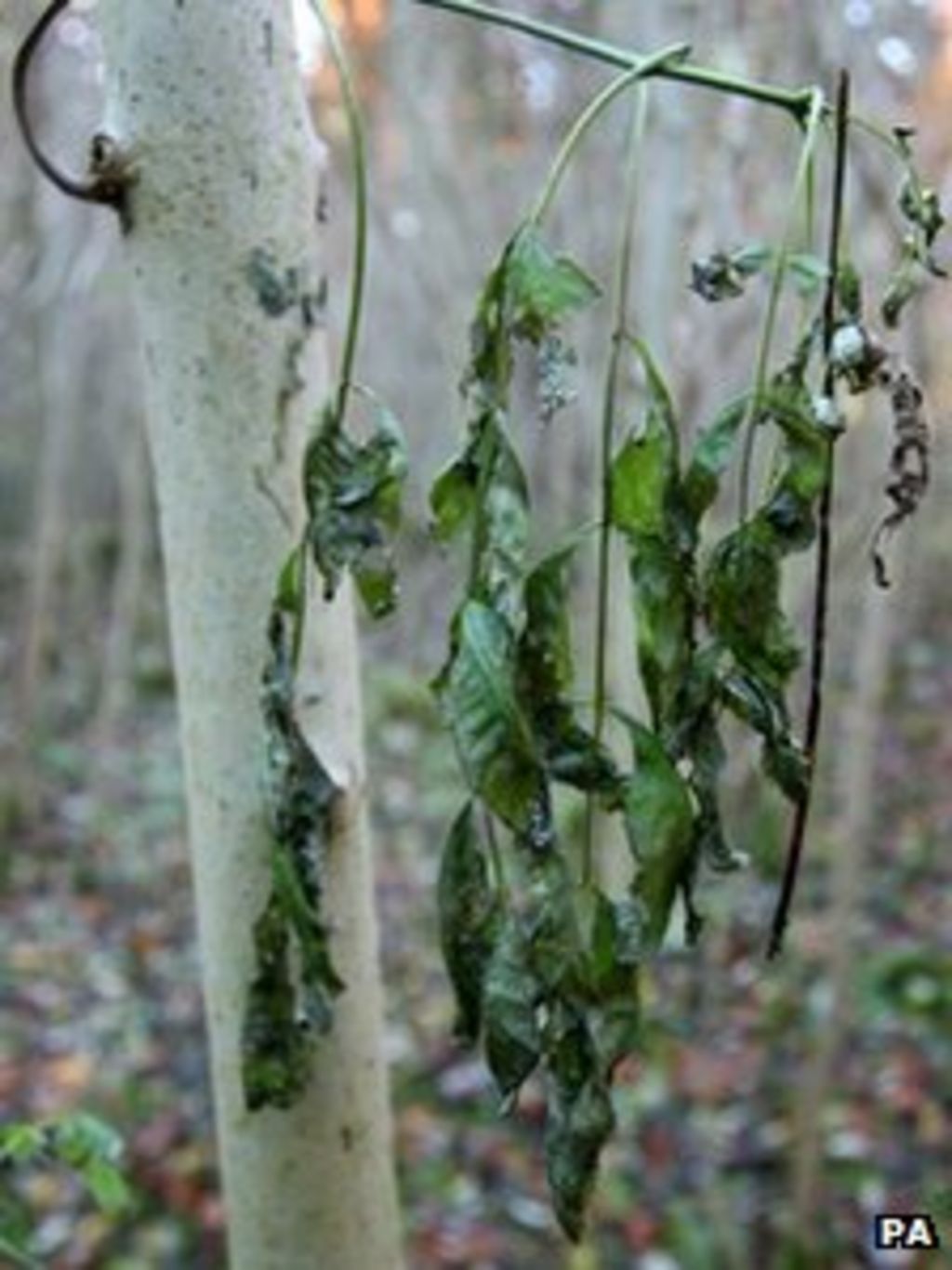 Ash dieback disease confirmed in Dorset - BBC News