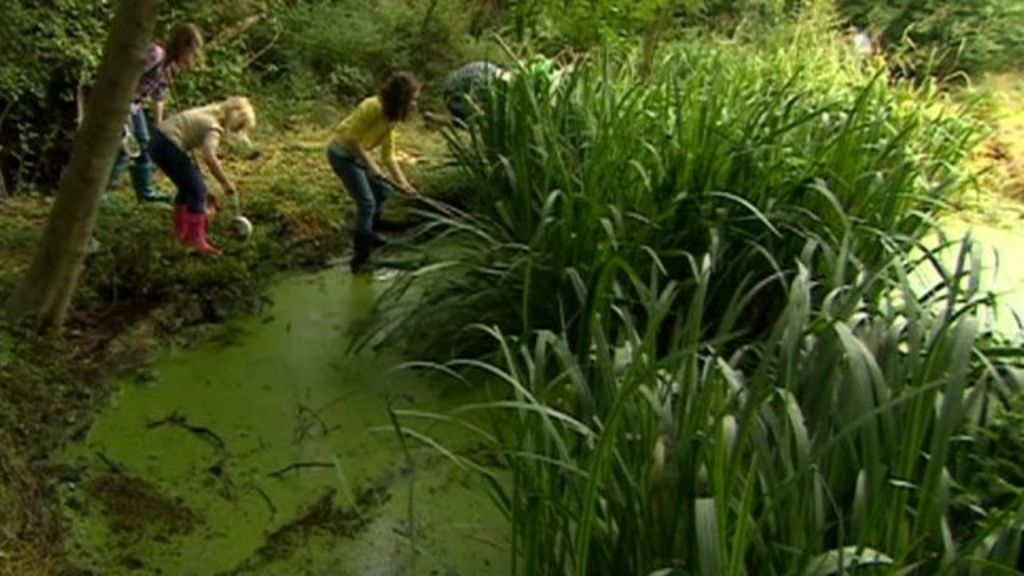 Charity to create 'a million ponds' - BBC News