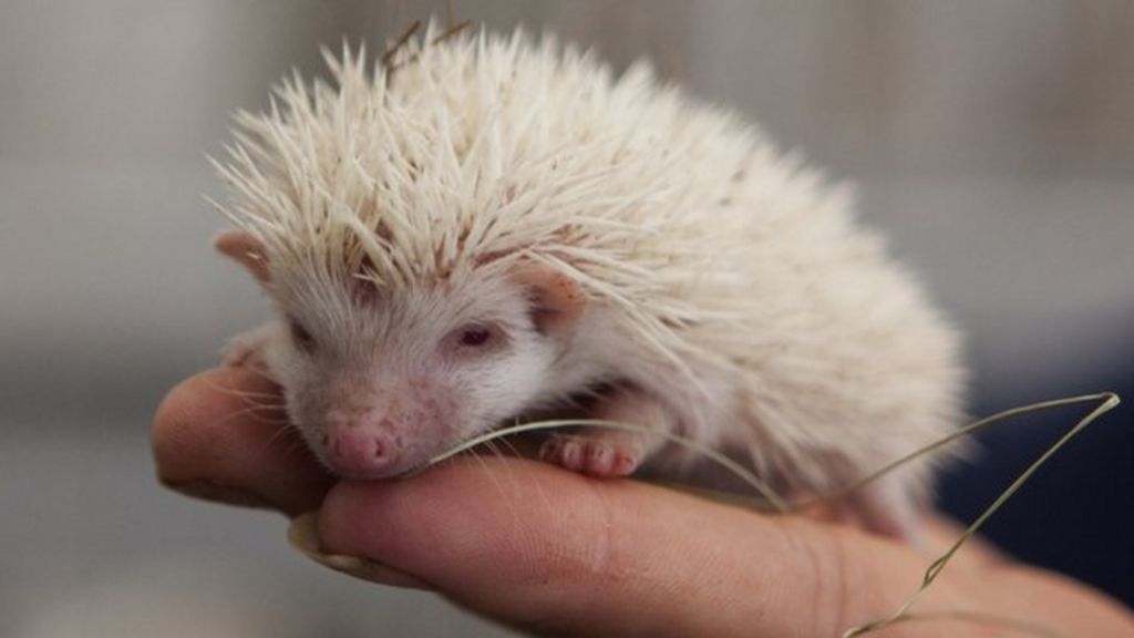 Rare albino hedgehogs in Russia named after royal baby - BBC News