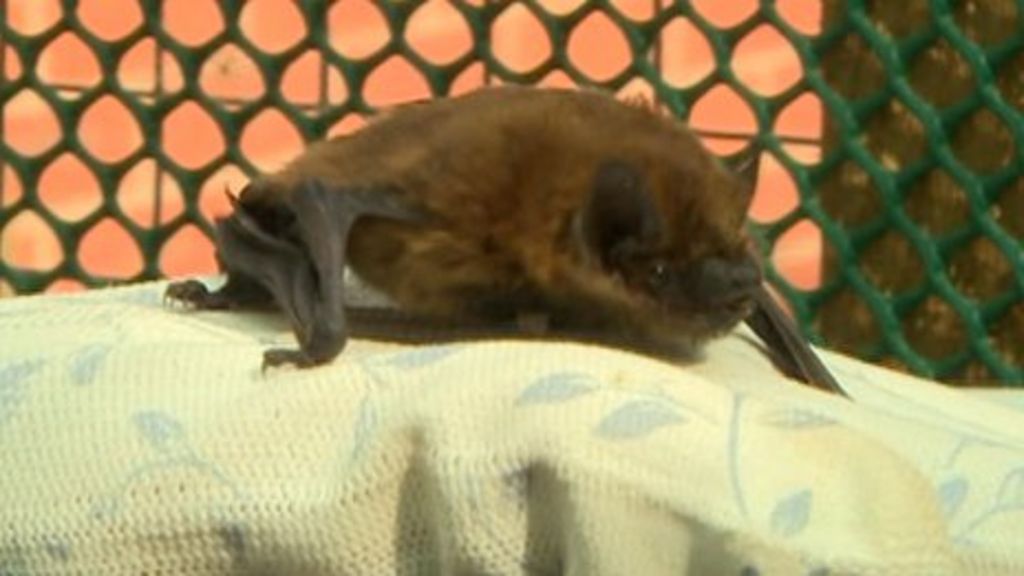 Walsall flight cage built for injured bats - BBC News