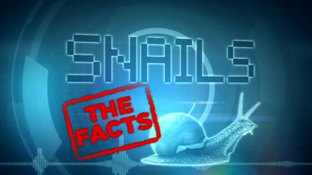 Snails move 'faster than we thought', says study - BBC Newsround