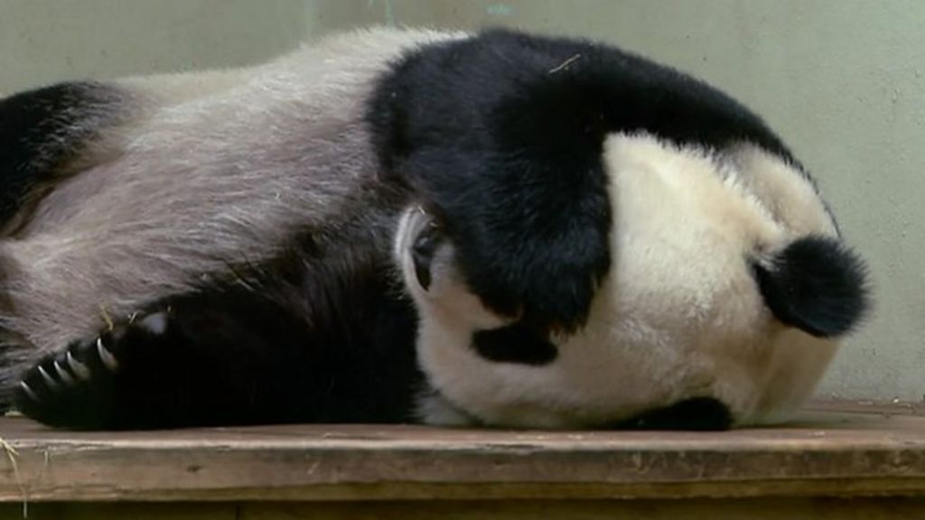 Edinburgh Zoo experts hopeful of panda cub birth - BBC News