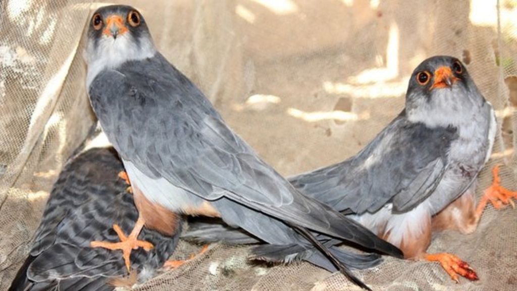 Tagged Amur falcons return to India's Nagaland - BBC News