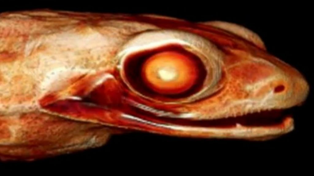 X-rays reveal how Gardiner's frog hears with its mouth - BBC News