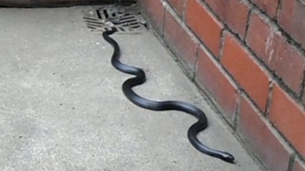 Cleethorpes family shocked by snake found in drain - BBC News