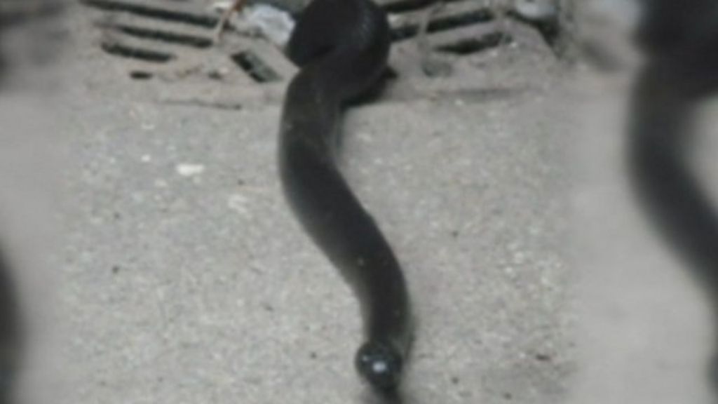 Snake slithers through UK drainpipe - BBC Newsround