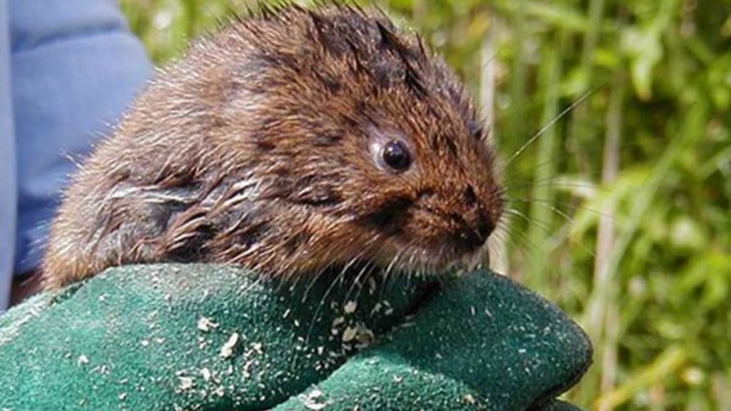Water voles 'decline by a fifth' - BBC News