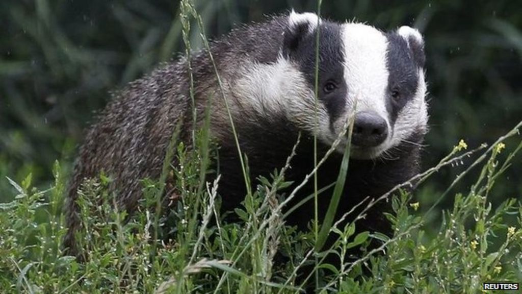 Badger cull: Animal groups call for Defra 'transparency' - BBC News