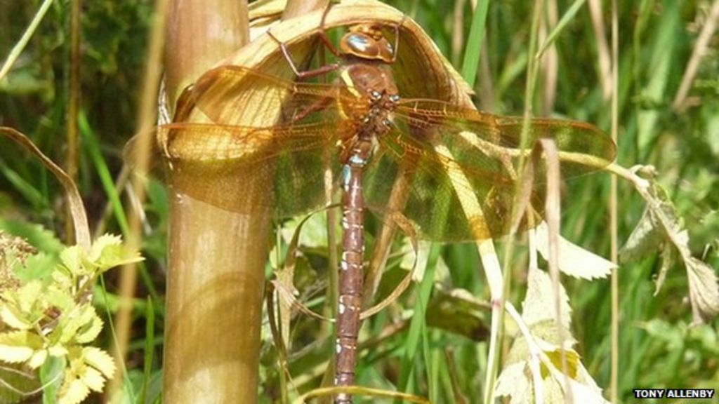 Rare brown hawker dragonfly spotted in Ceredigion - BBC News