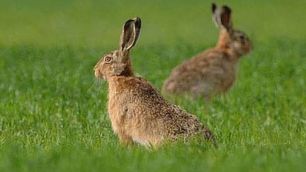 Police clampdown on hare coursing in Scotland - BBC News