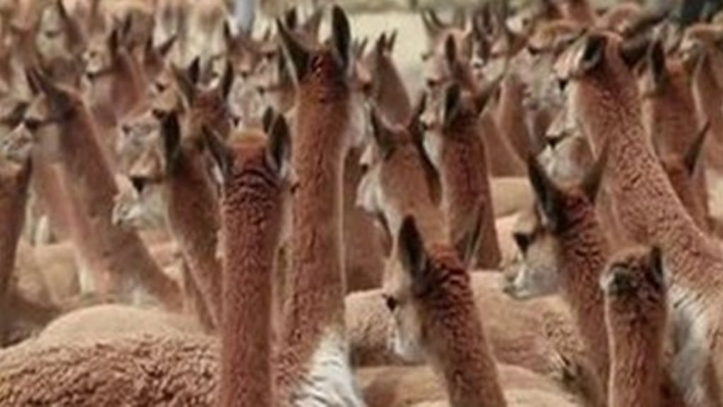 Peru's vicunas sheared in annual herding ritual - BBC News