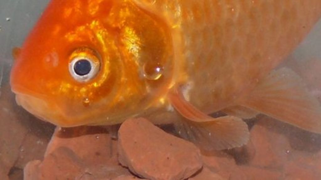 Goldfish found alive in pond covered by 2011 fire debris - BBC News