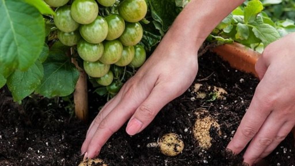 'TomTato' tomato and potato plant unveiled in UK - BBC News