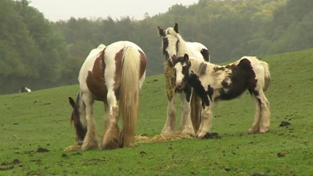Neglected horses rescued from Alton field - BBC News