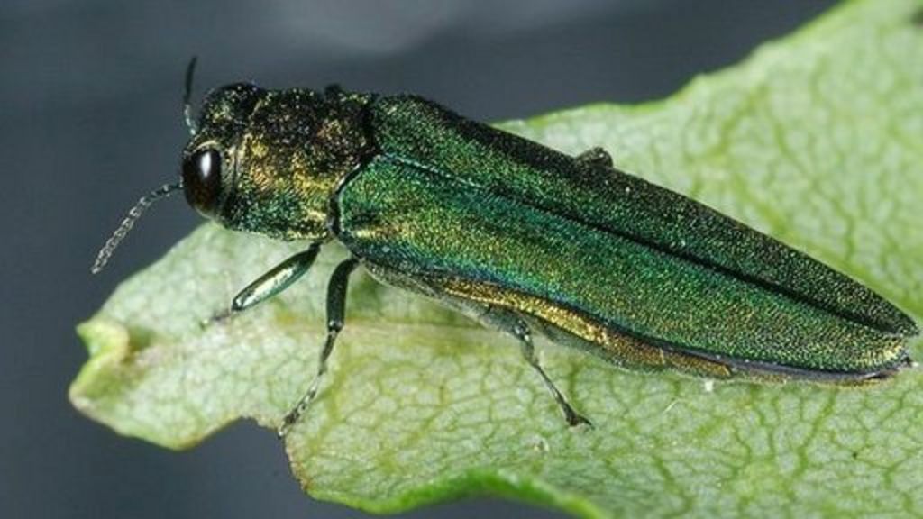 Ash trees also face insect threat - BBC News