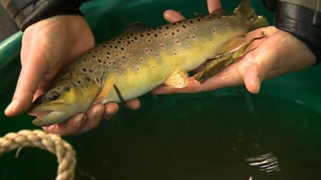 Fish count shows health of Upper Medway river - BBC News