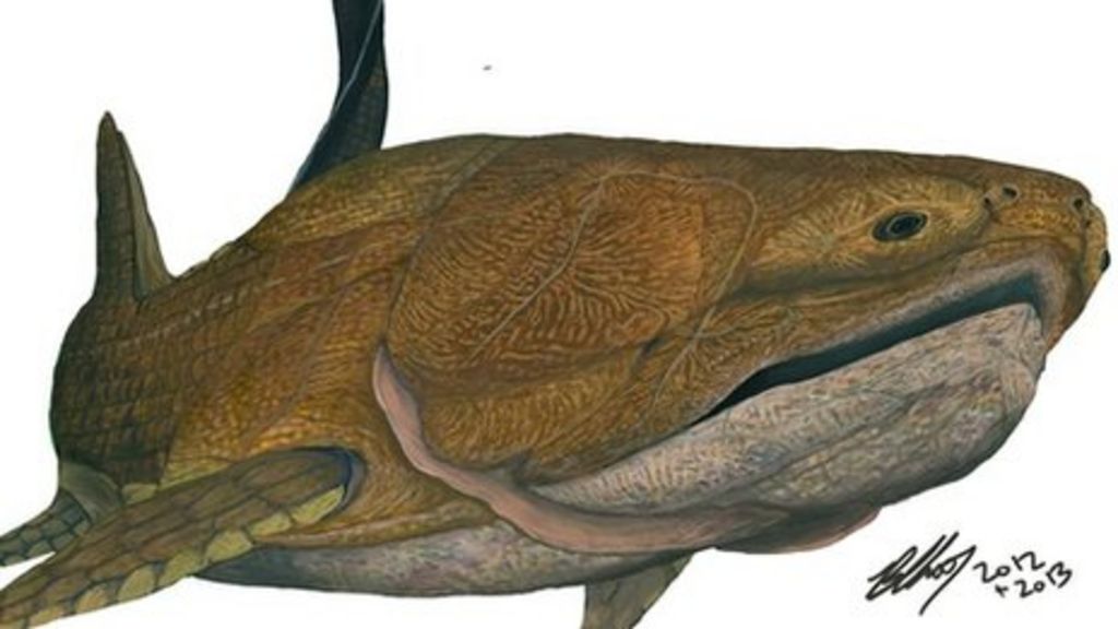 Scientist hails 'jaw-dropping' fish fossil discovery - BBC News