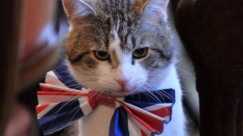 Larry the Downing Street cat not unloved, says No 10 - BBC News