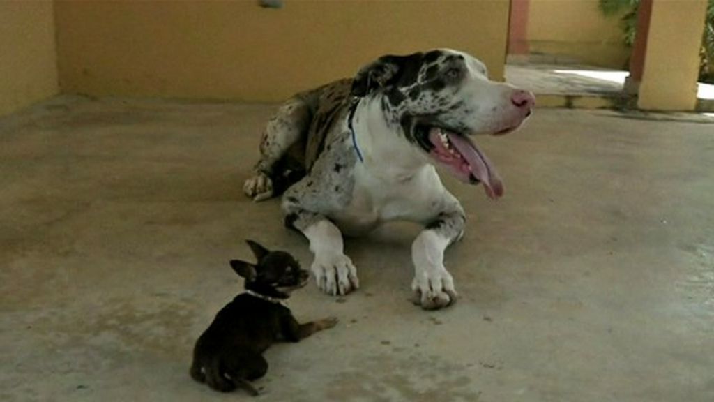 Record-breaking dog less than 10cm high - BBC News