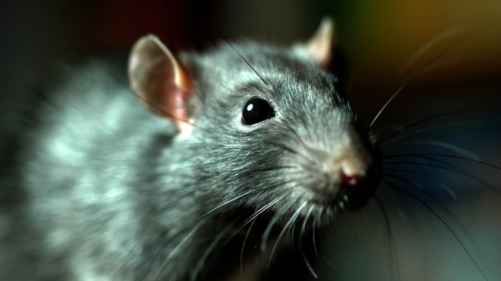 South Wales is UK rat and pest call-out hotspot - BBC News