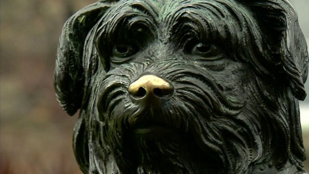 Bobby the dog gets a new nose - BBC Newsround