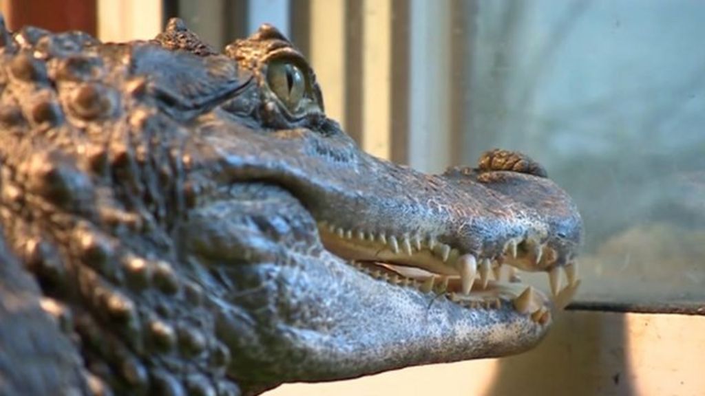 Man shares his bungalow with crocodile called Caesar - BBC News