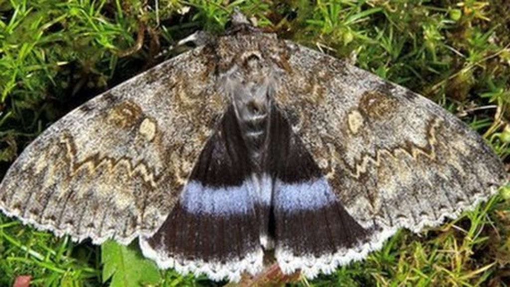 Exotic butterflies and moths migrate to southern England - BBC News